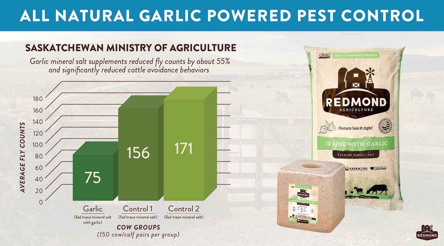 Cattle Fly Repellent Garlic Is Worth Its Salt